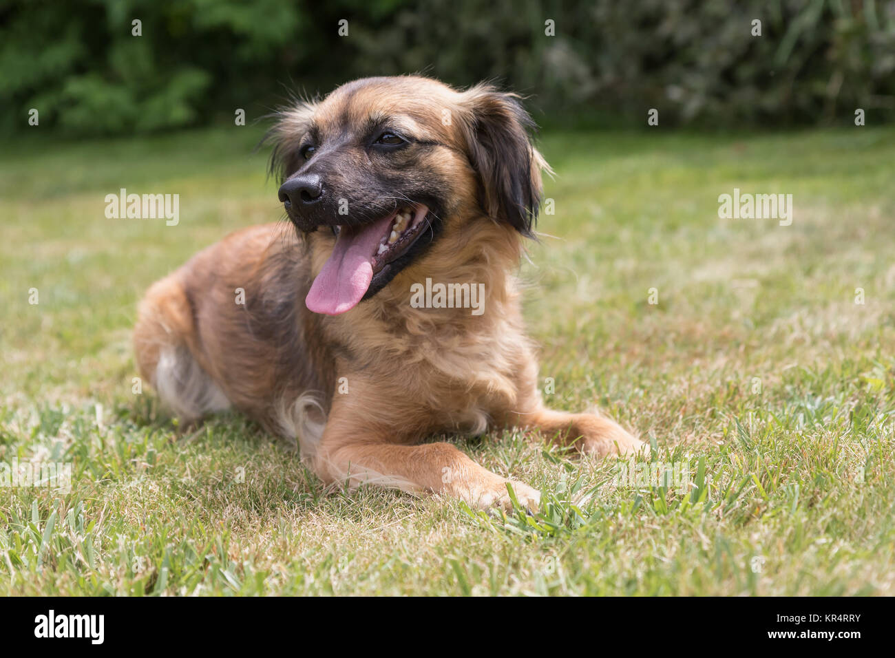 Portrait of brown crossbreed dog Stock Photo - Alamy