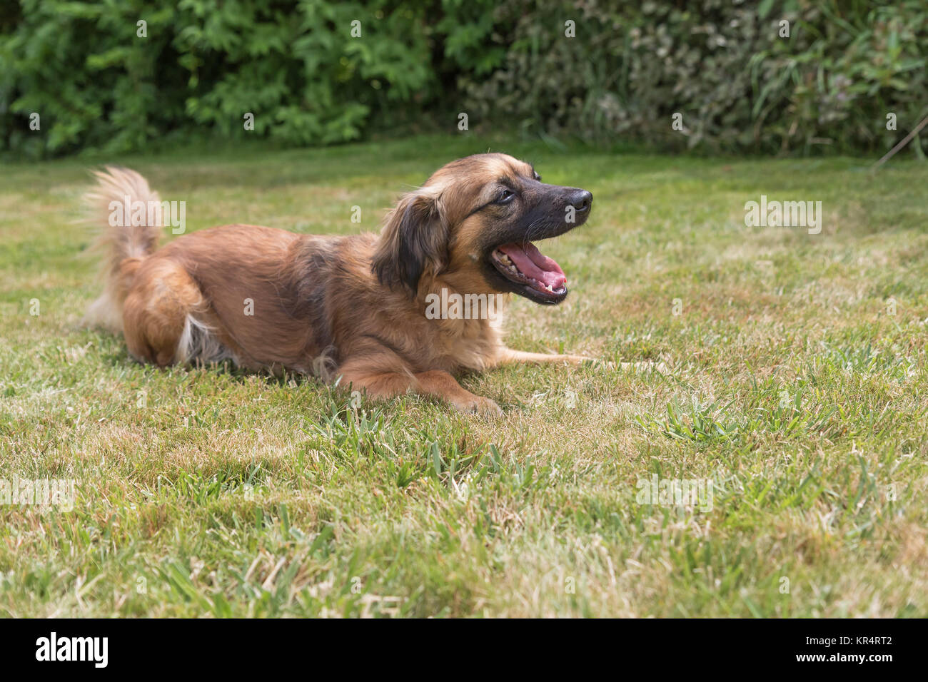 Side view of the crossbreed dog Stock Photo - Alamy