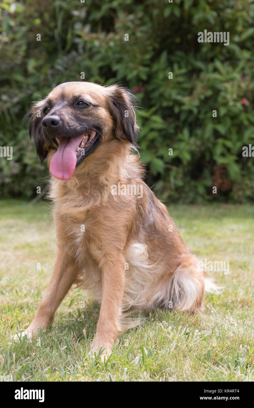 Crossbreed dog. Vertically Stock Photo - Alamy