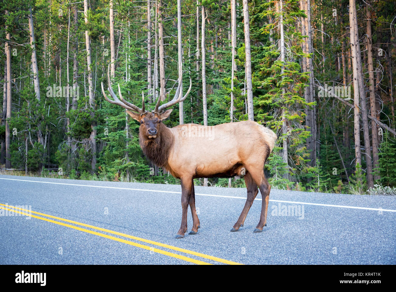 Bull elk crossing the highway hi-res stock photography and images - Alamy