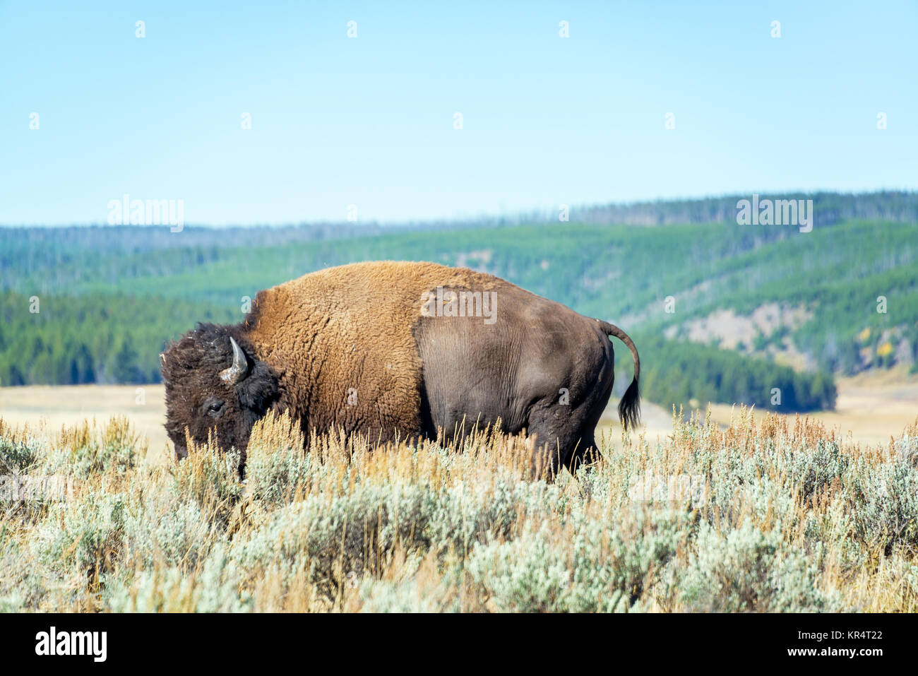 Single Buffalo in Yellowstone Stock Photo - Alamy