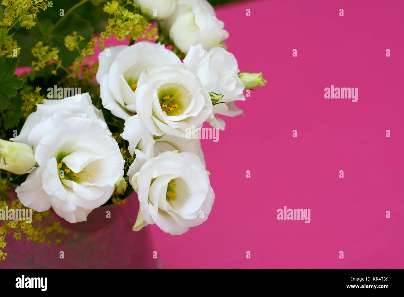 White prairie gentian against a pink background Stock Photo - Alamy