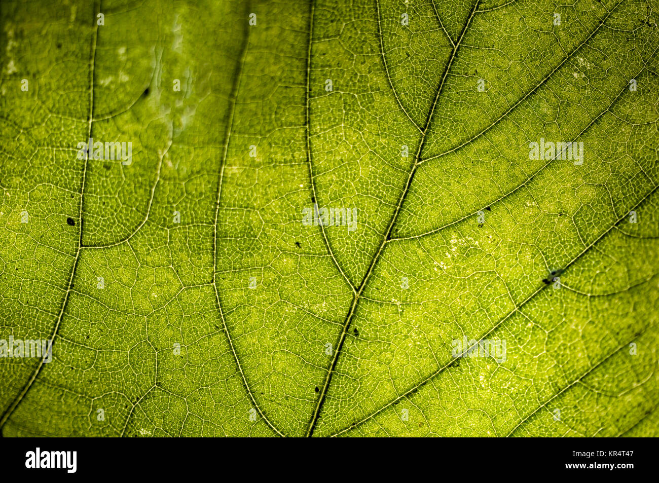 Green leaf details Stock Photo - Alamy