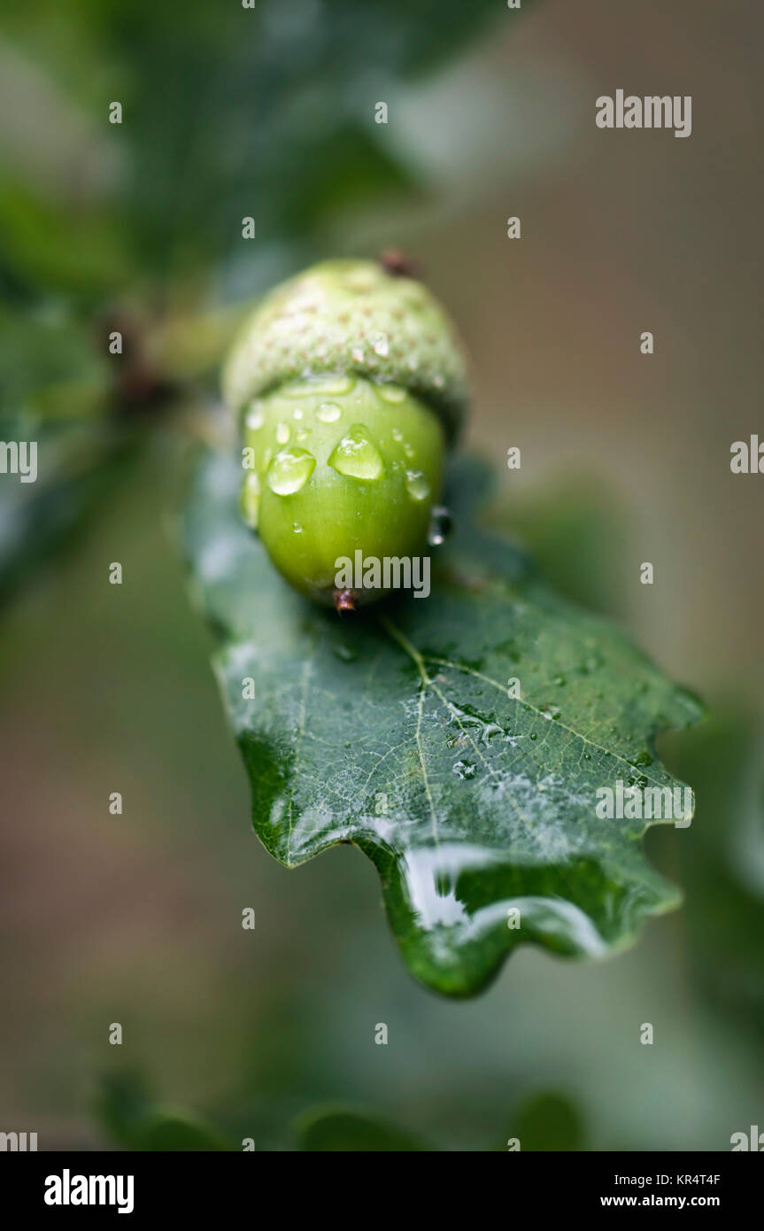 Rain drops on acorn Stock Photo - Alamy