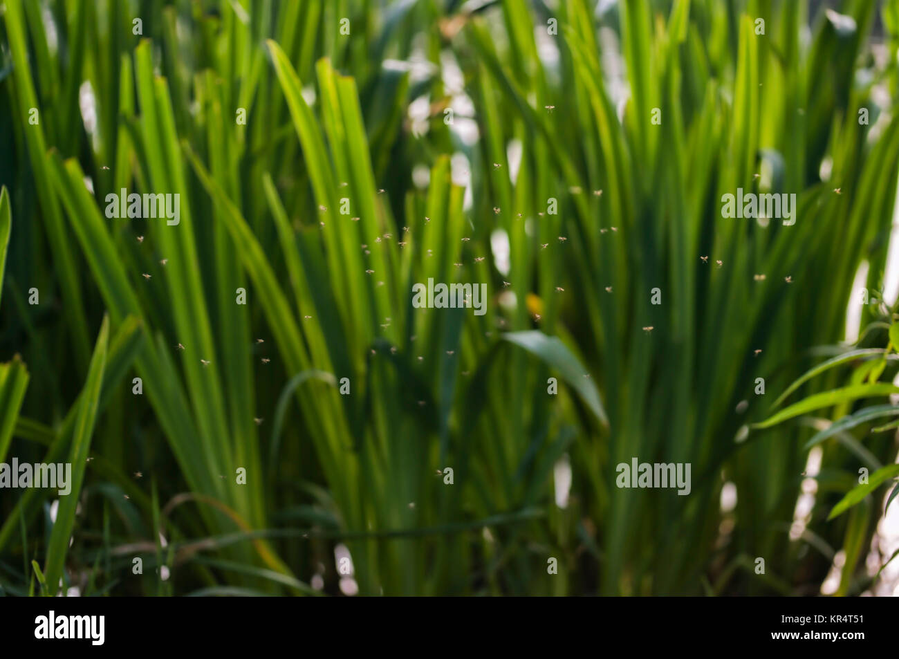 Swarm of Mosquitos Stock Photo - Alamy