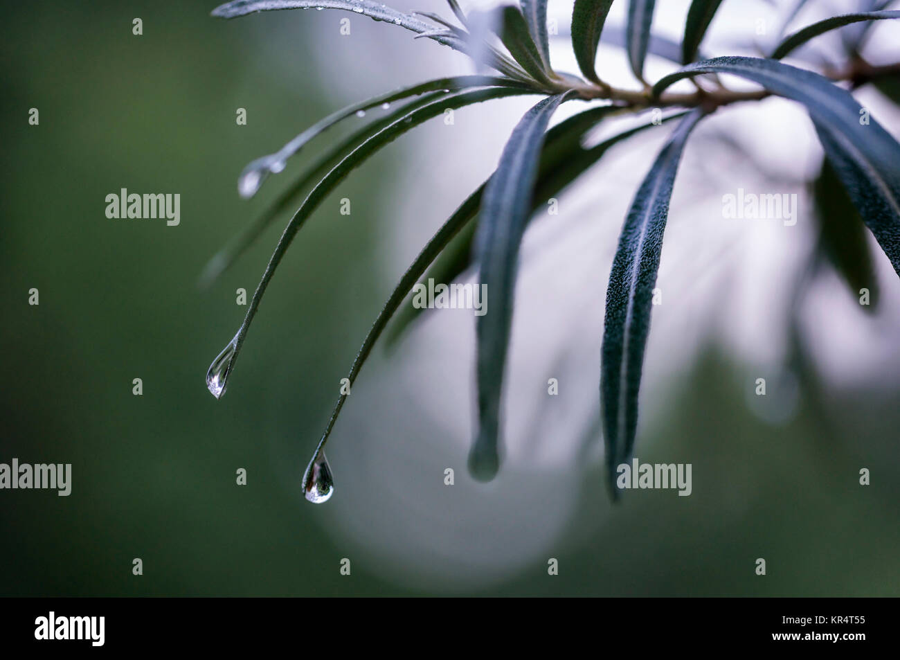Waterdrops on leaf Stock Photo - Alamy