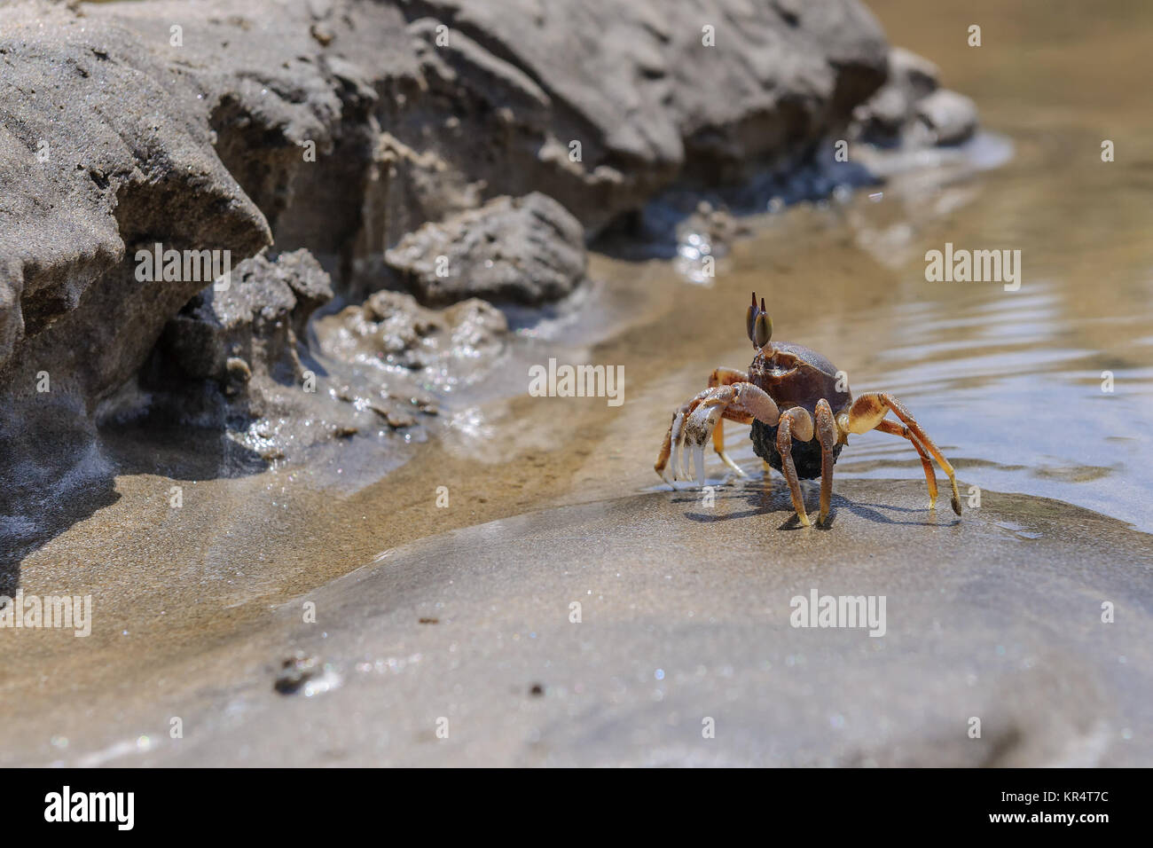 Live crab on the beach sand Stock Photo - Alamy