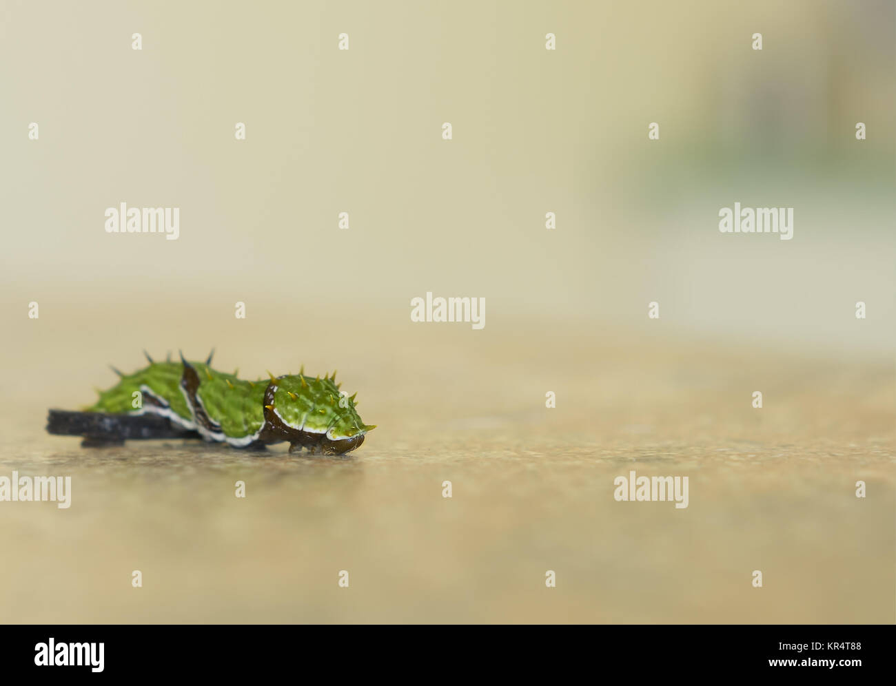 Citrus Swallowtail Caterpillar Crawling over Obstacle with Copy Space ...