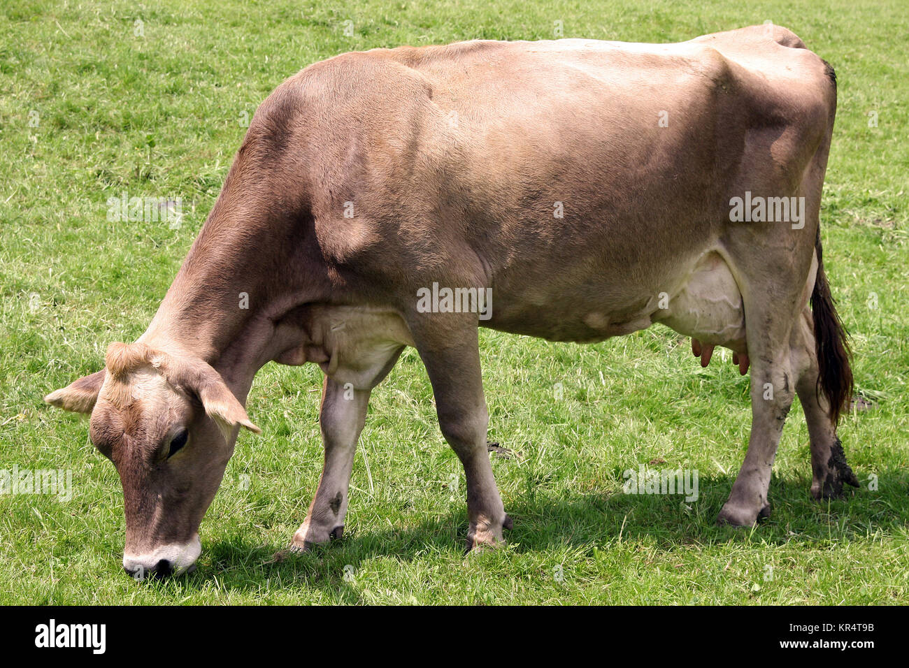 Milchkuh auf der Weide Stock Photo - Alamy