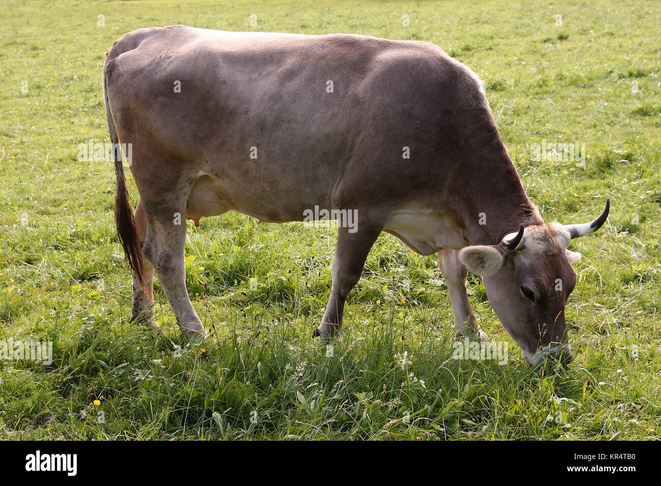 Milchkuh auf der Weide Stock Photo - Alamy