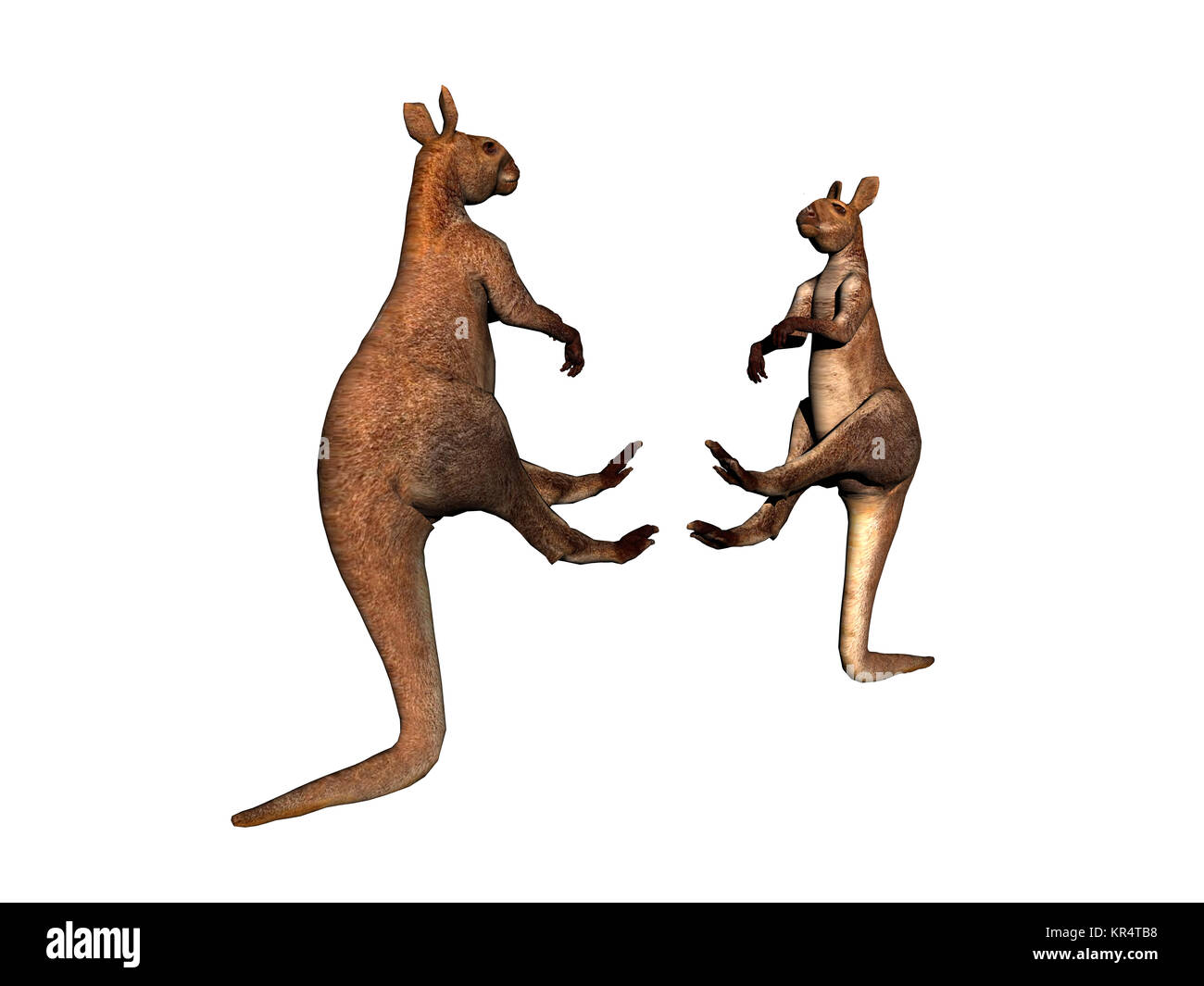 Bouncing kangaroo hi-res stock photography and images - Alamy