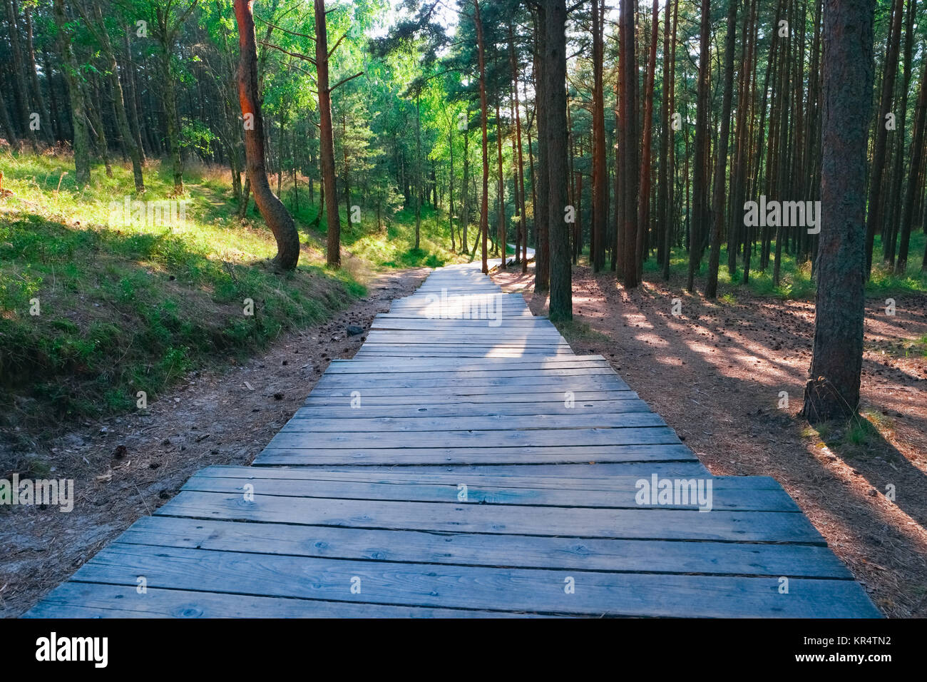Wooden path in forest Stock Photo - Alamy