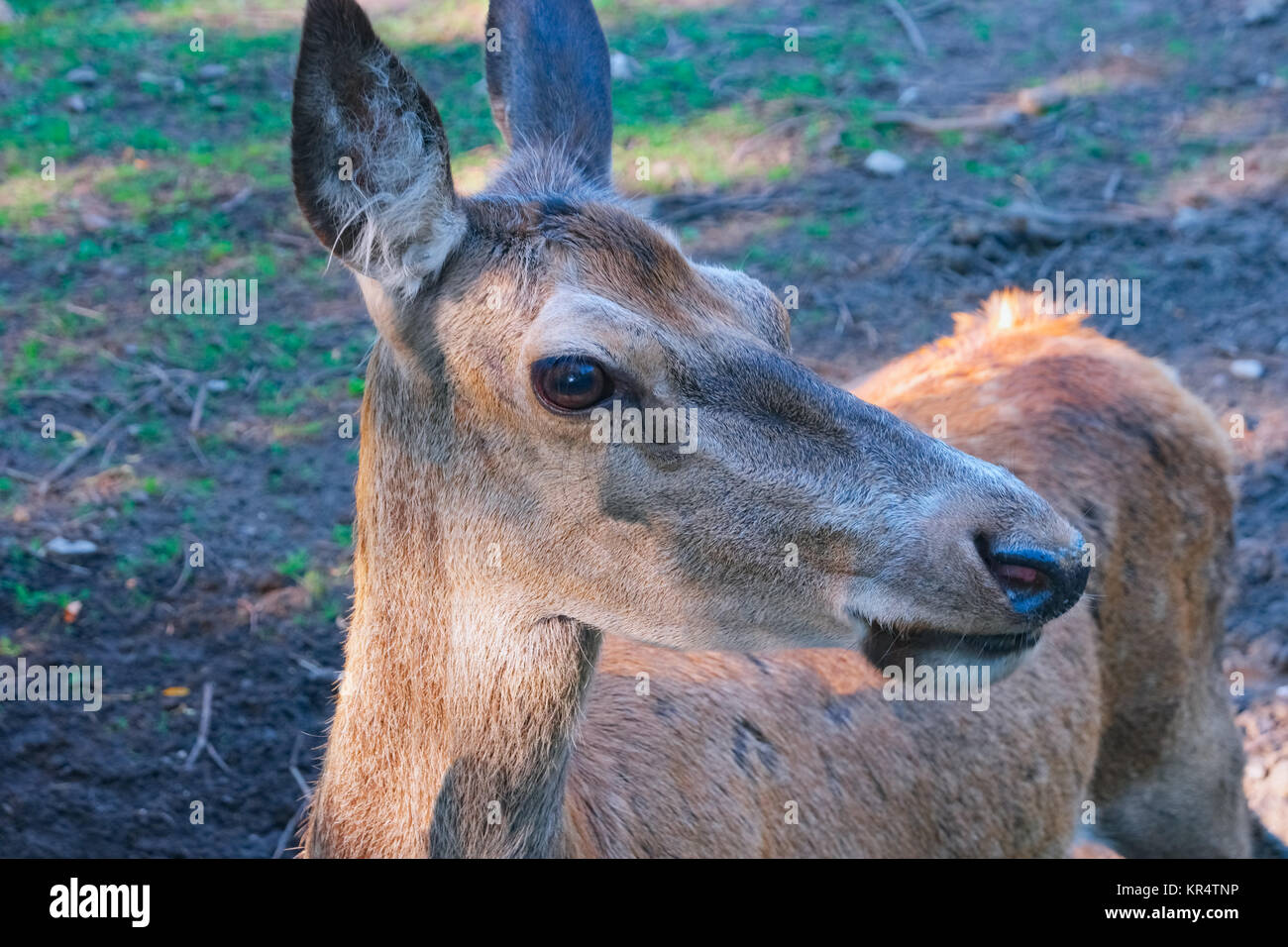 Beautiful closeup red deer hi-res stock photography and images - Alamy