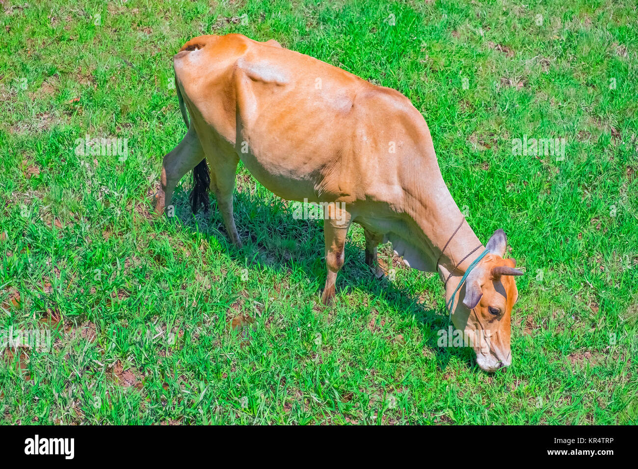 Cow grazing in green field Stock Photo - Alamy