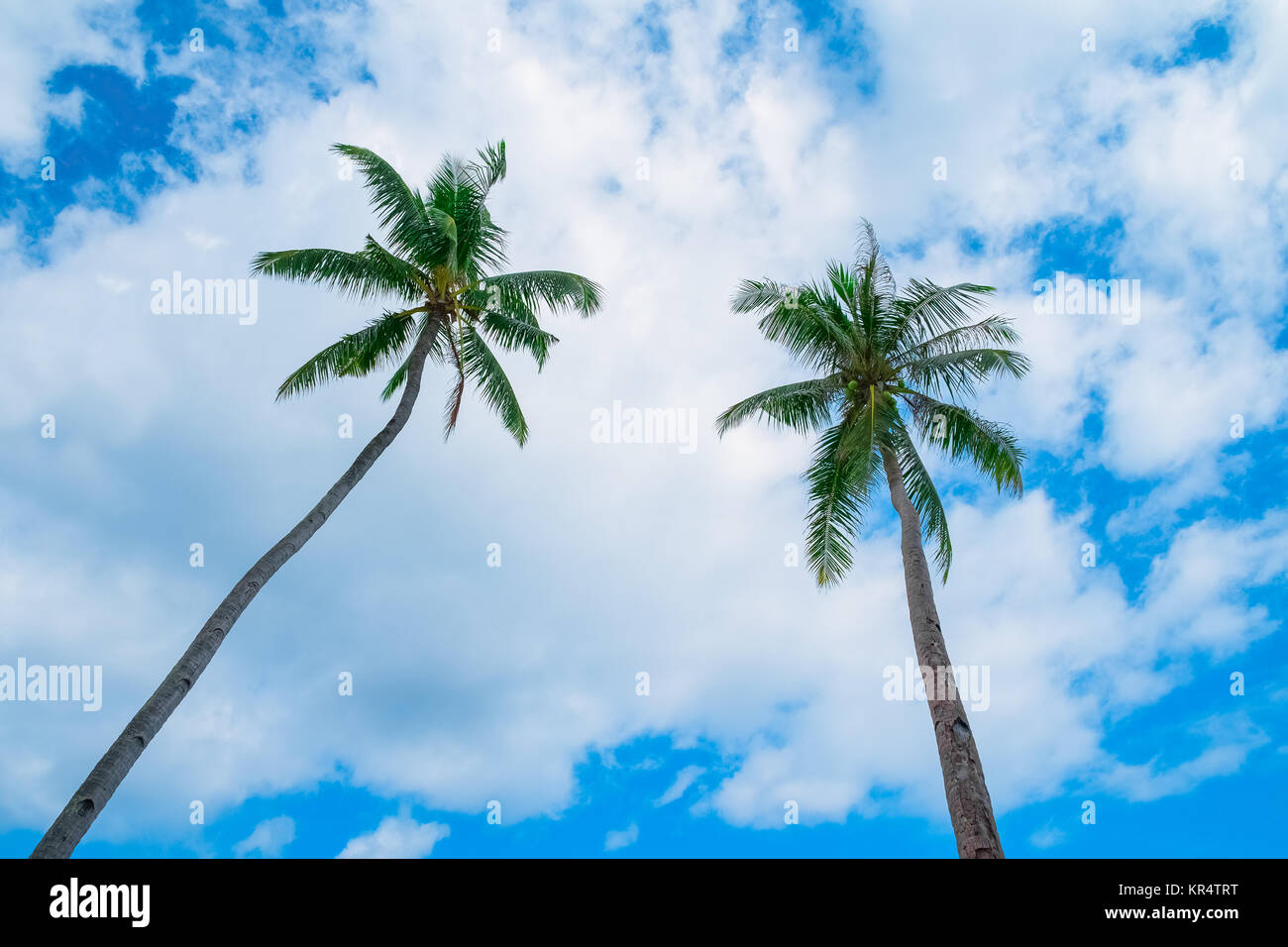 Two coconut palm trees Stock Photo - Alamy