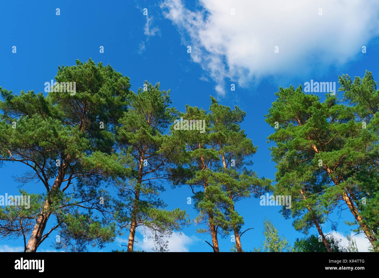 Pine trees on summer day in forest Stock Photo - Alamy