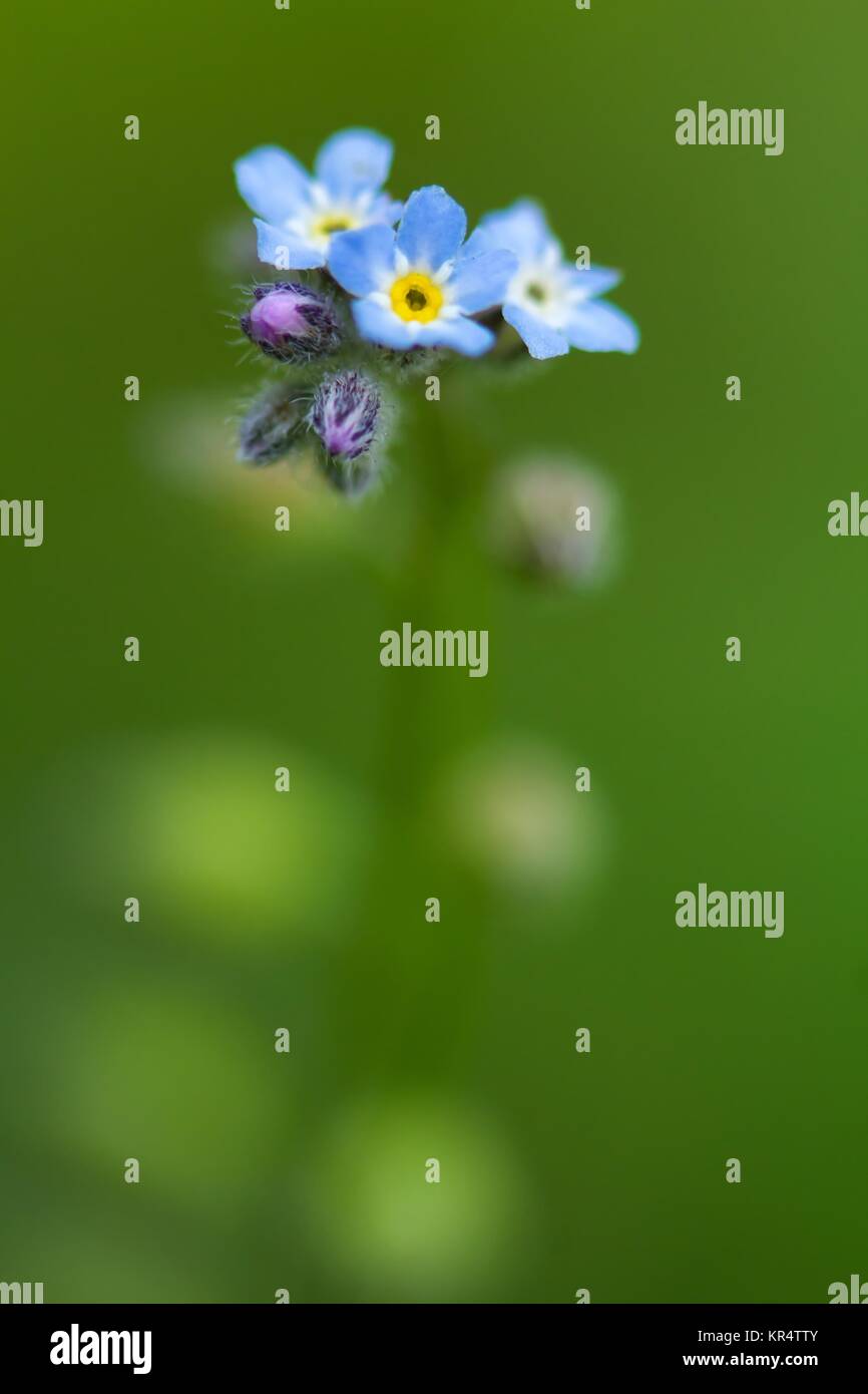 field forget-me-not / field forget-me-not Stock Photo - Alamy