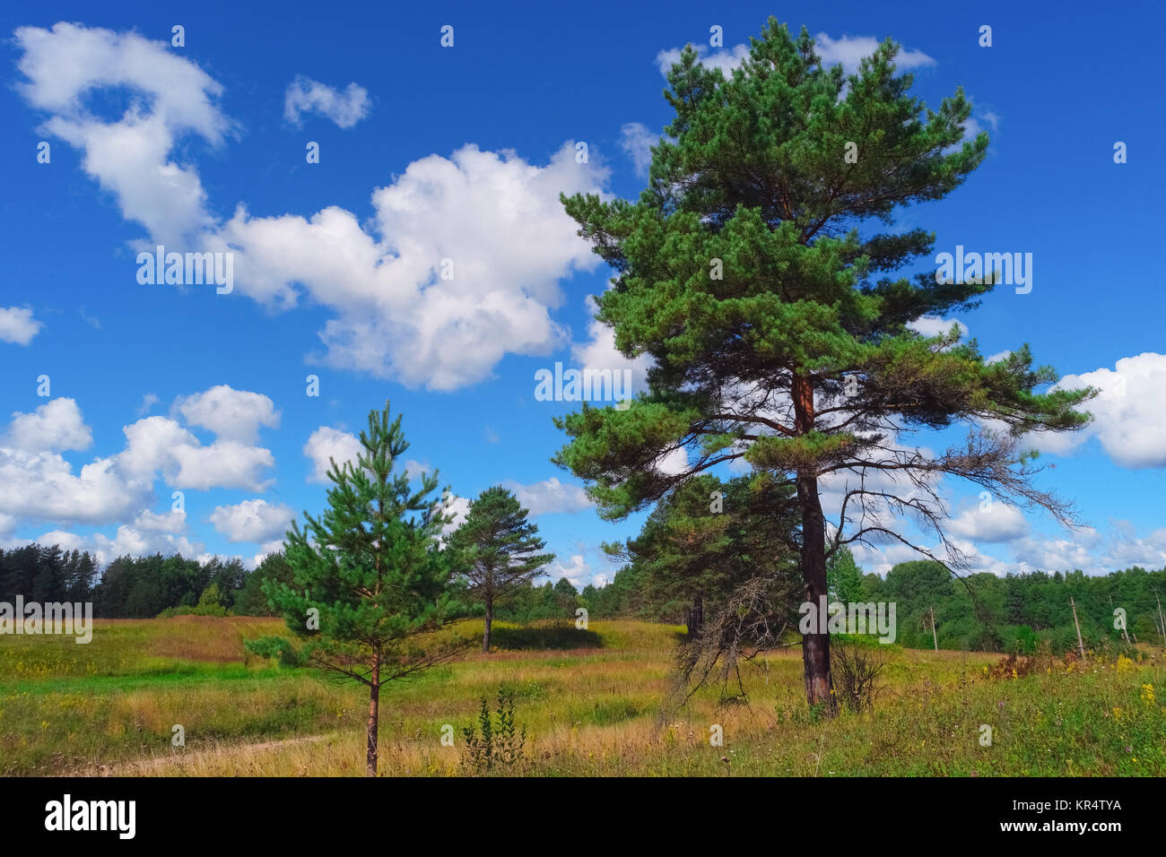 Beautiful summer landscape with pine trees Stock Photo - Alamy