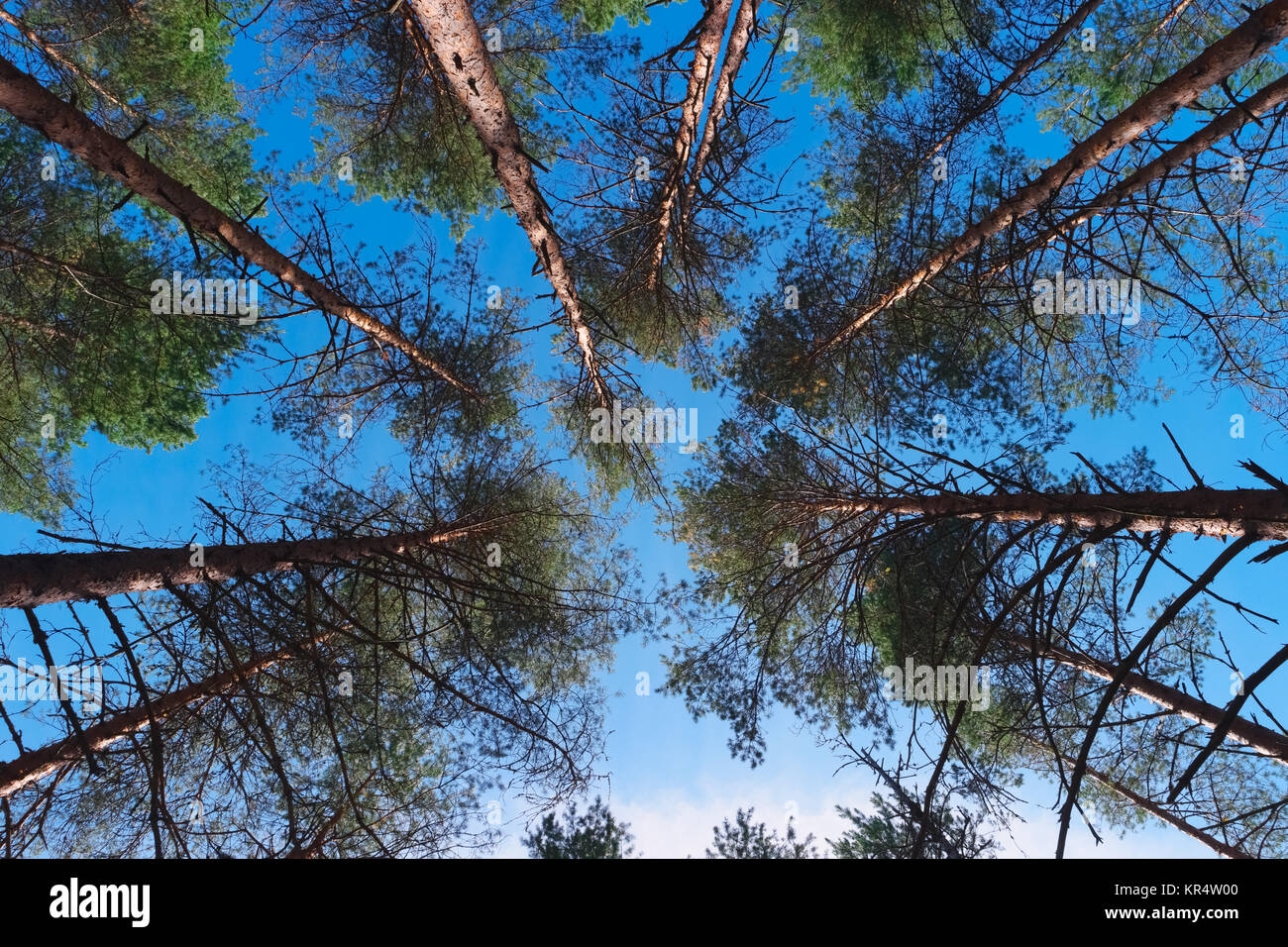 Pine trees on summer day in forest Stock Photo - Alamy