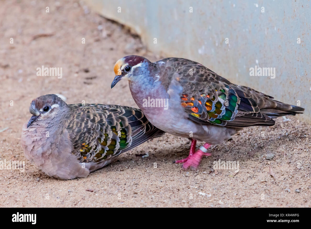 Australia common bronzewing gold coast avian bill hi-res stock ...