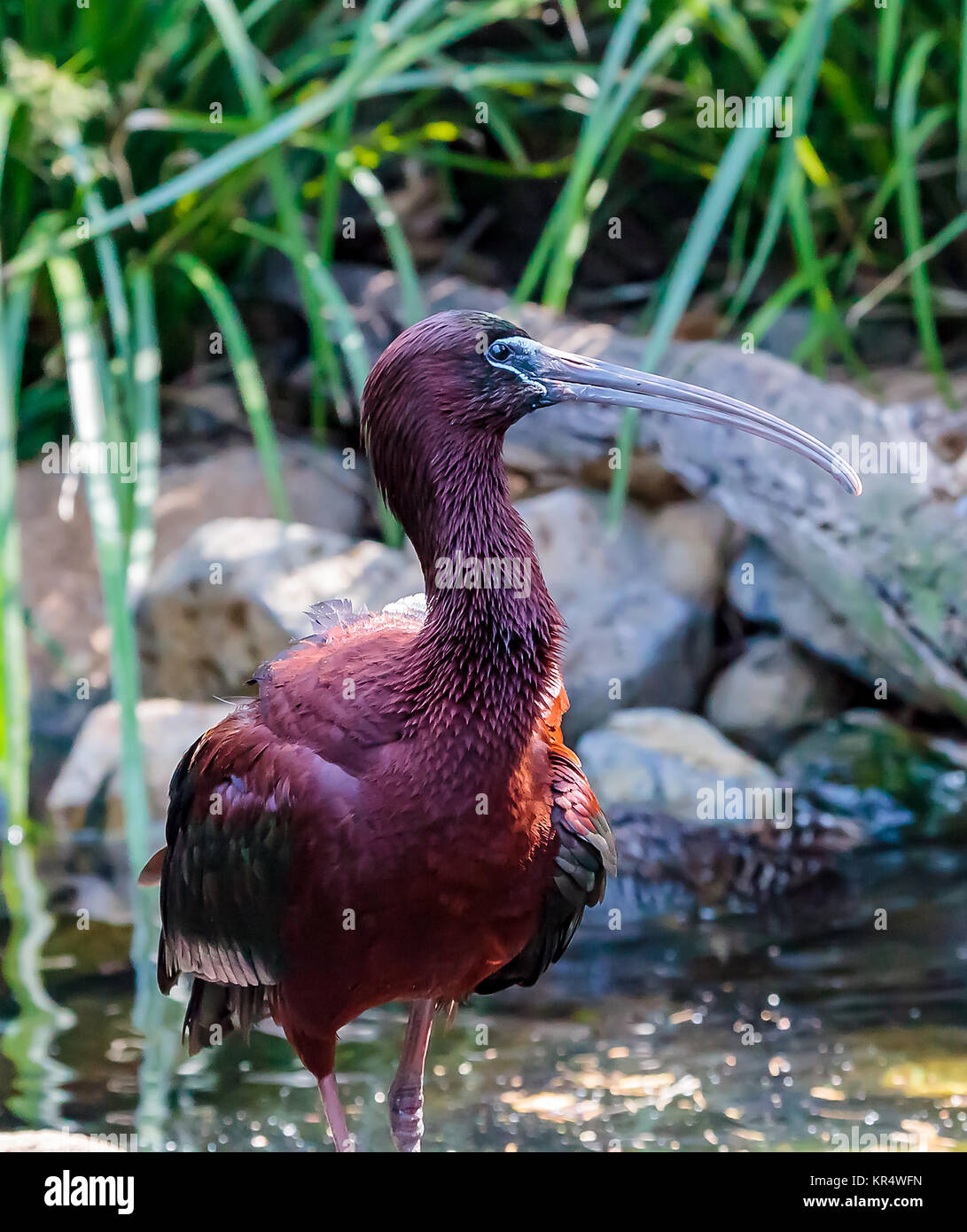 Australia glossy ibis gold coast avian bill hi-res stock photography ...