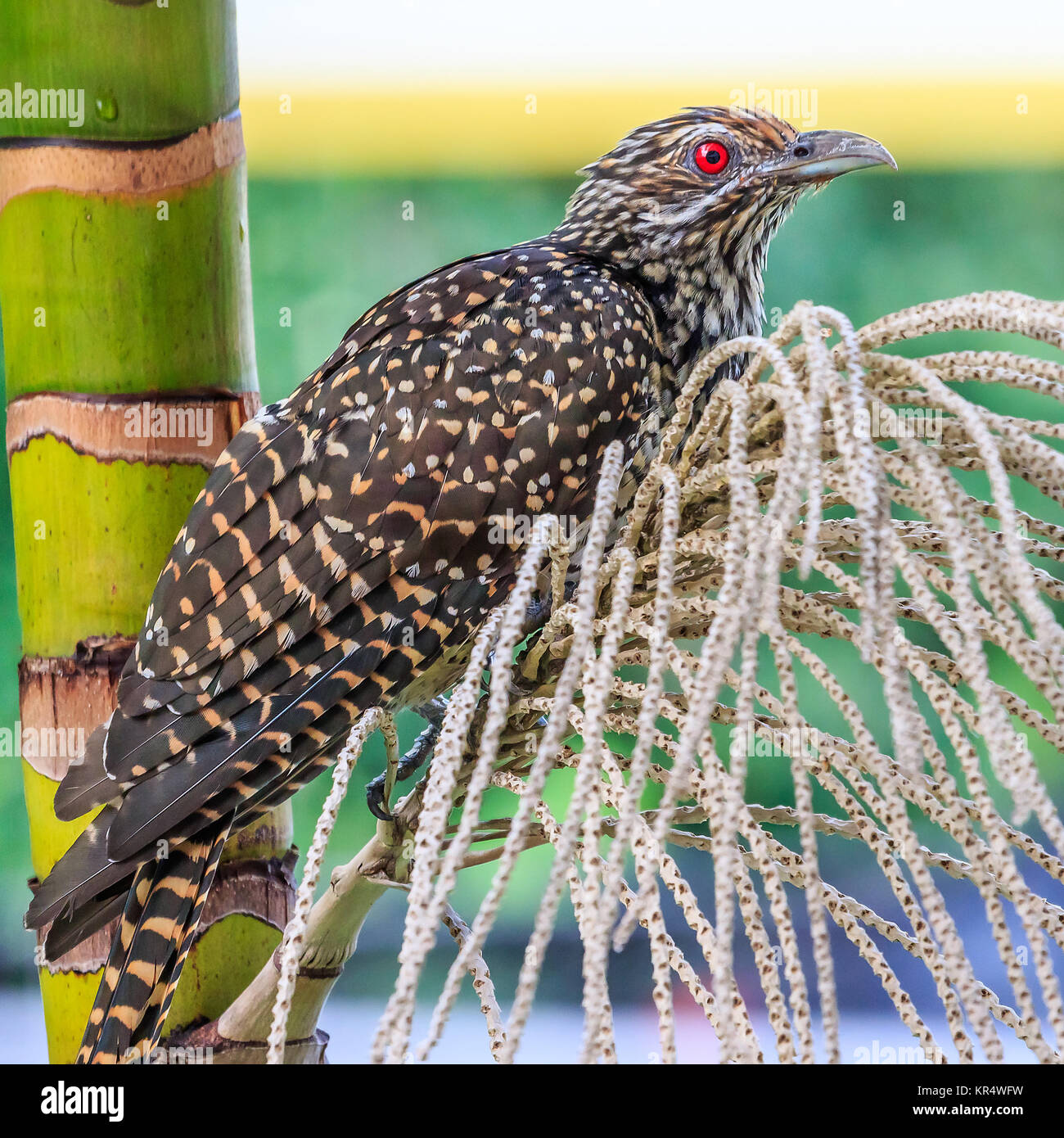 Animal birds common asian koel exotic feathers female flight hi-res ...
