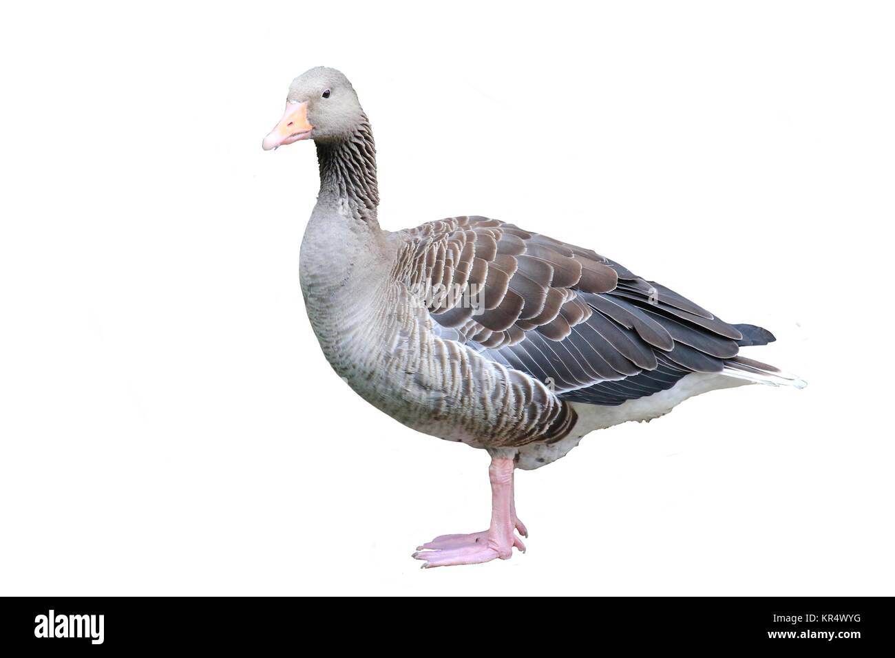 Animal goose Cut Out Stock Images & Pictures - Alamy