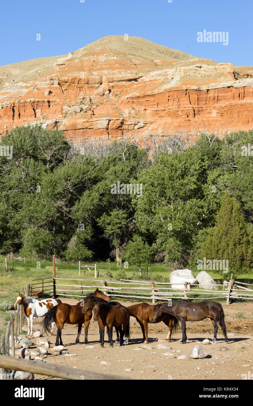 Corralled Horses Wyoming Badlands Ranch Livestock Animals Stock Photo ...