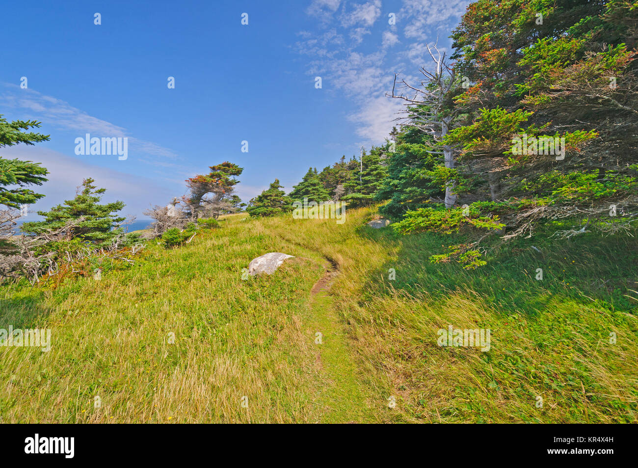 Remote Wind Blown Trail on an Ocean Coast Stock Photo - Alamy