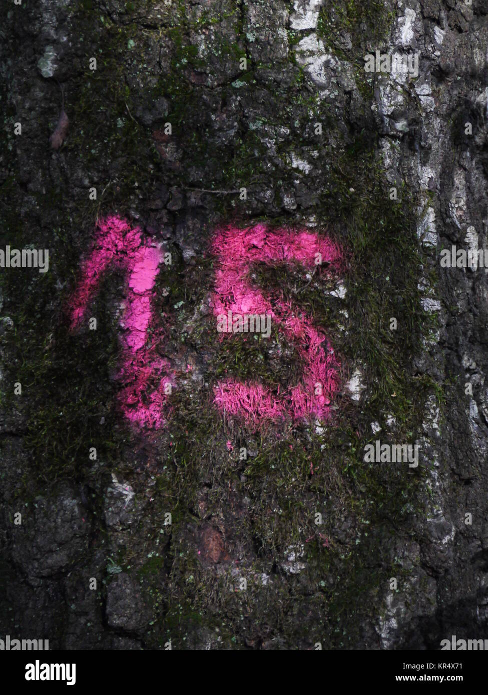 painted numbers on tree Stock Photo - Alamy