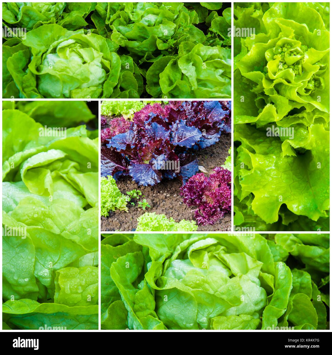 Photo collage of fresh lettuce plants Stock Photo - Alamy