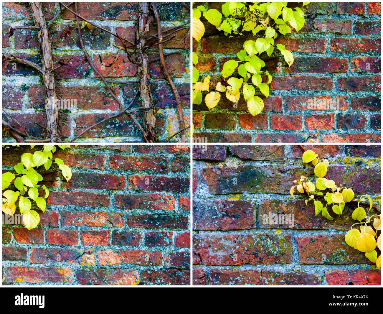 Photo collage of stone wall backgrounds with ivy leaves Stock Photo - Alamy