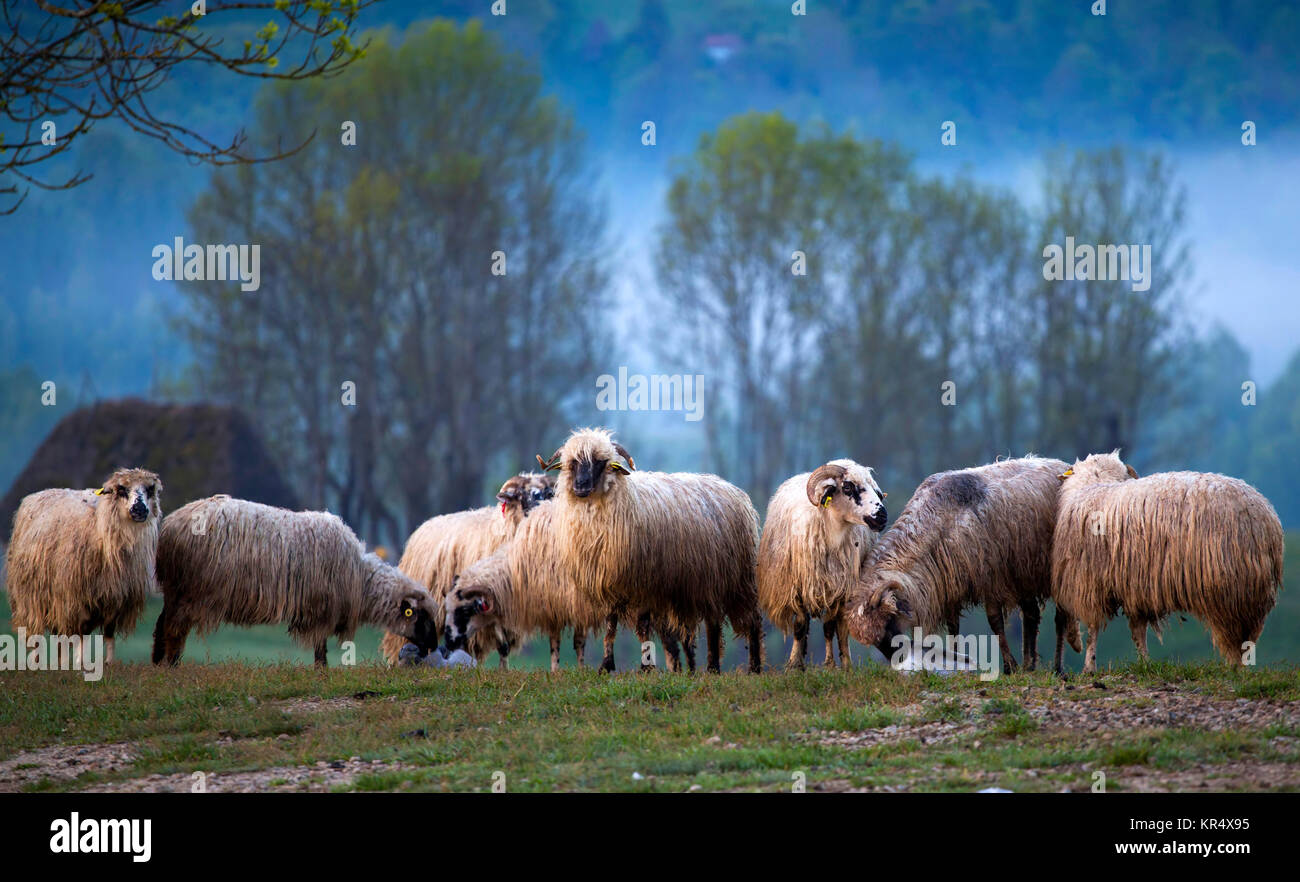 Flock of sheep in the morning fog Stock Photo - Alamy