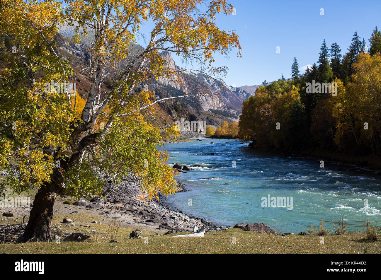 Katun river at autumn in Altai mountains, Russia Stock Photo - Alamy