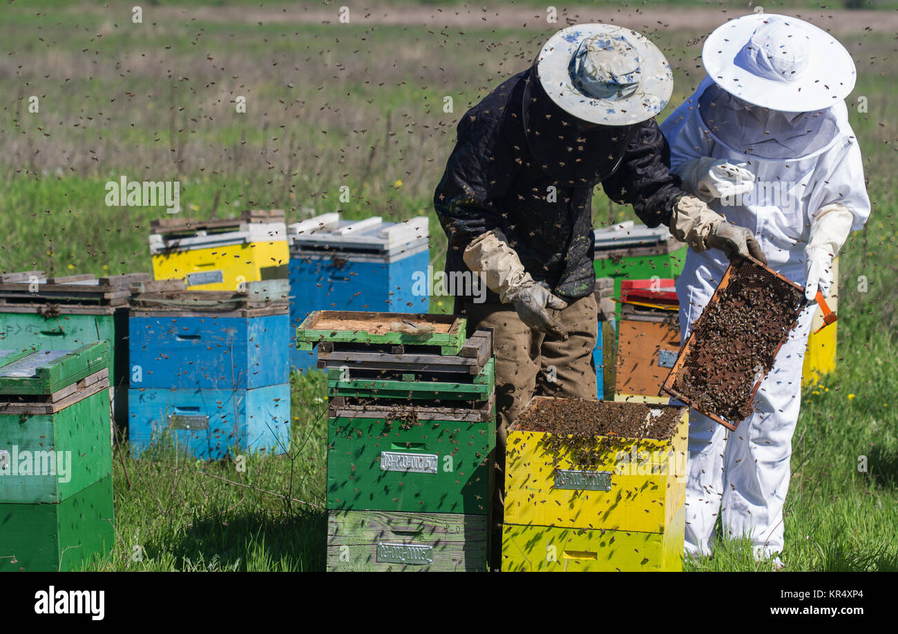 Beekeepers checking the honey combs in the field Stock Photo - Alamy