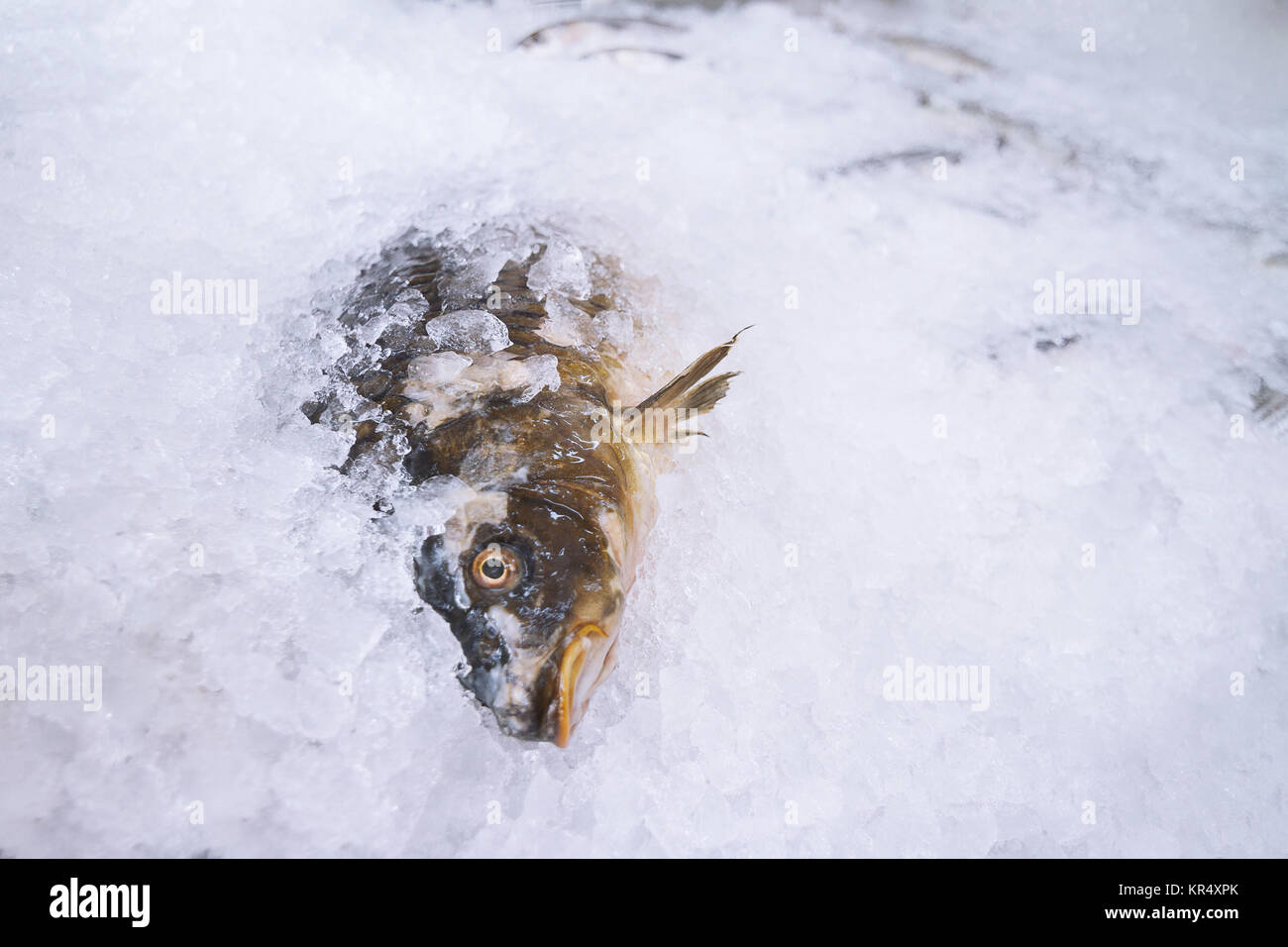Close up of a fish buried in ice Stock Photo - Alamy