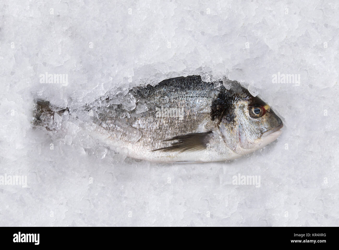 Close up of a dorada fish standing on ice Stock Photo - Alamy