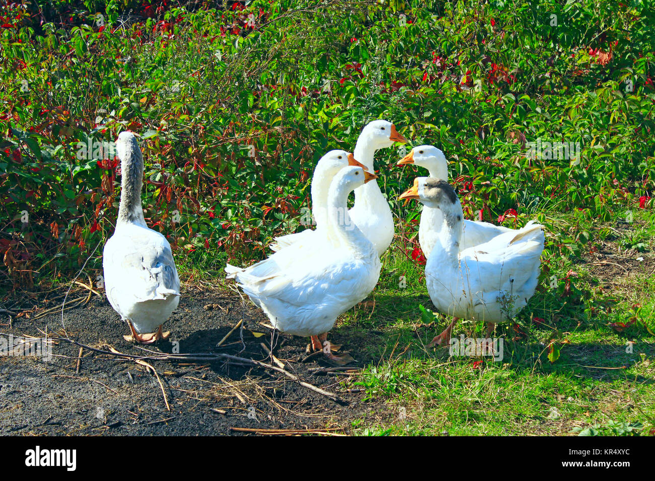 Flight flee hi-res stock photography and images - Alamy