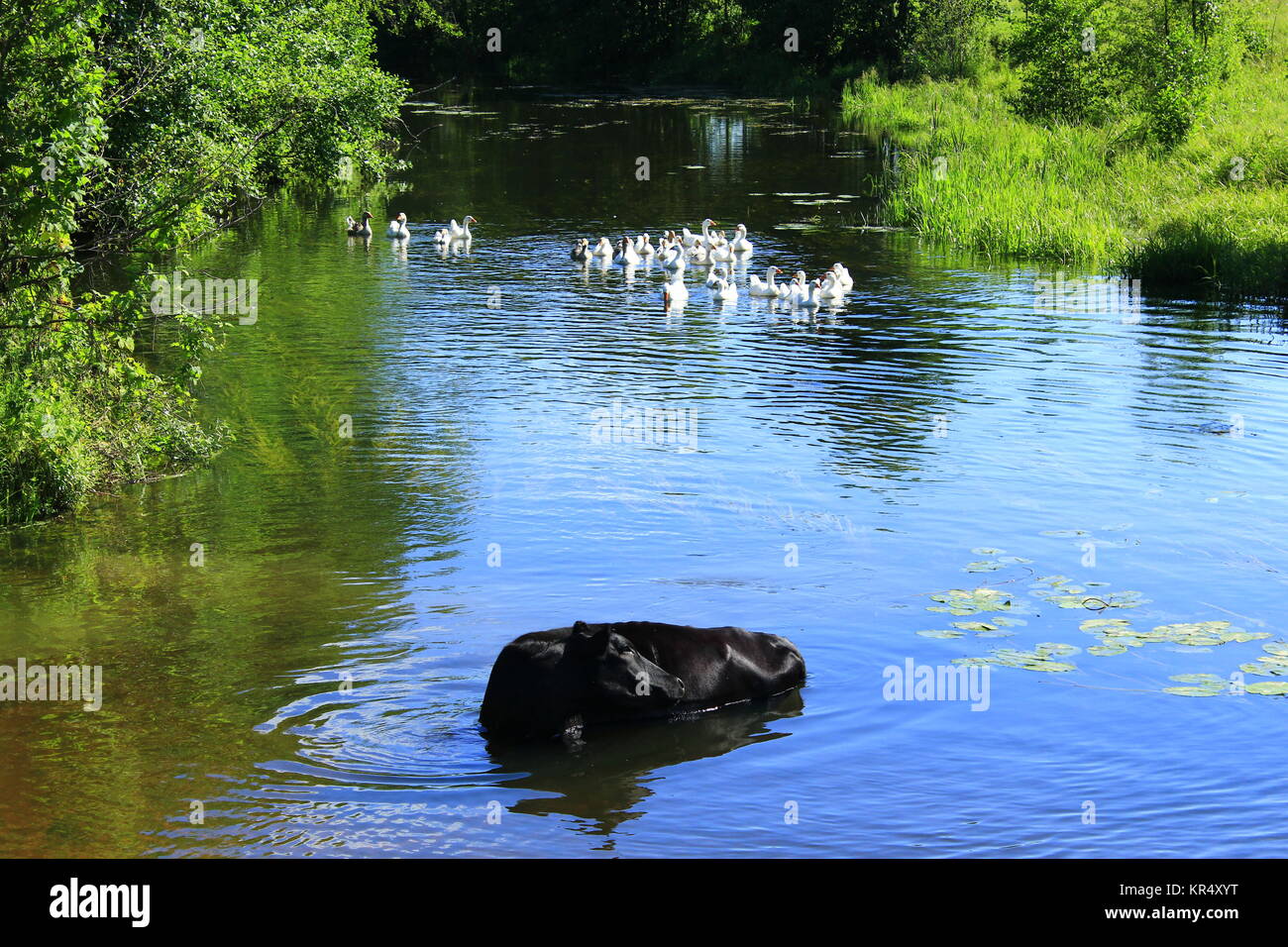 Rural landscape with cow washing in the river Stock Photo - Alamy