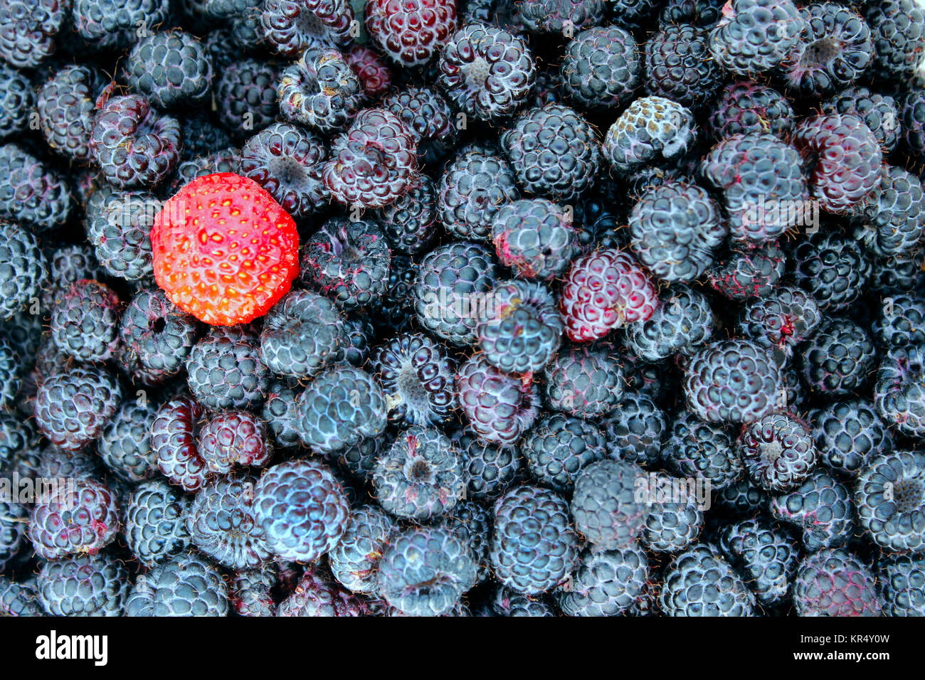 strawberry on the black raspberries Stock Photo - Alamy