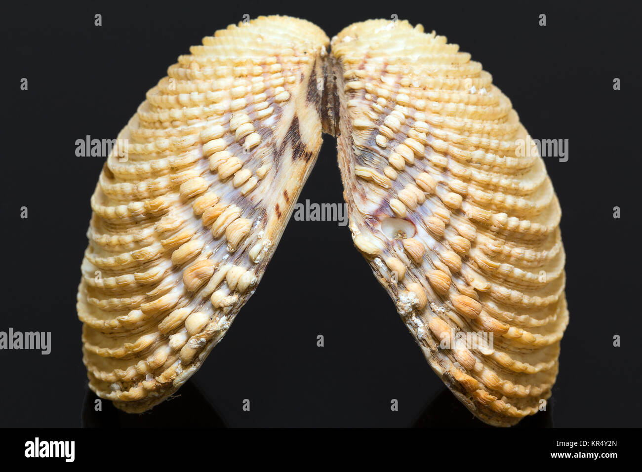 sea shell of bivalvia isolated on black background Stock Photo - Alamy