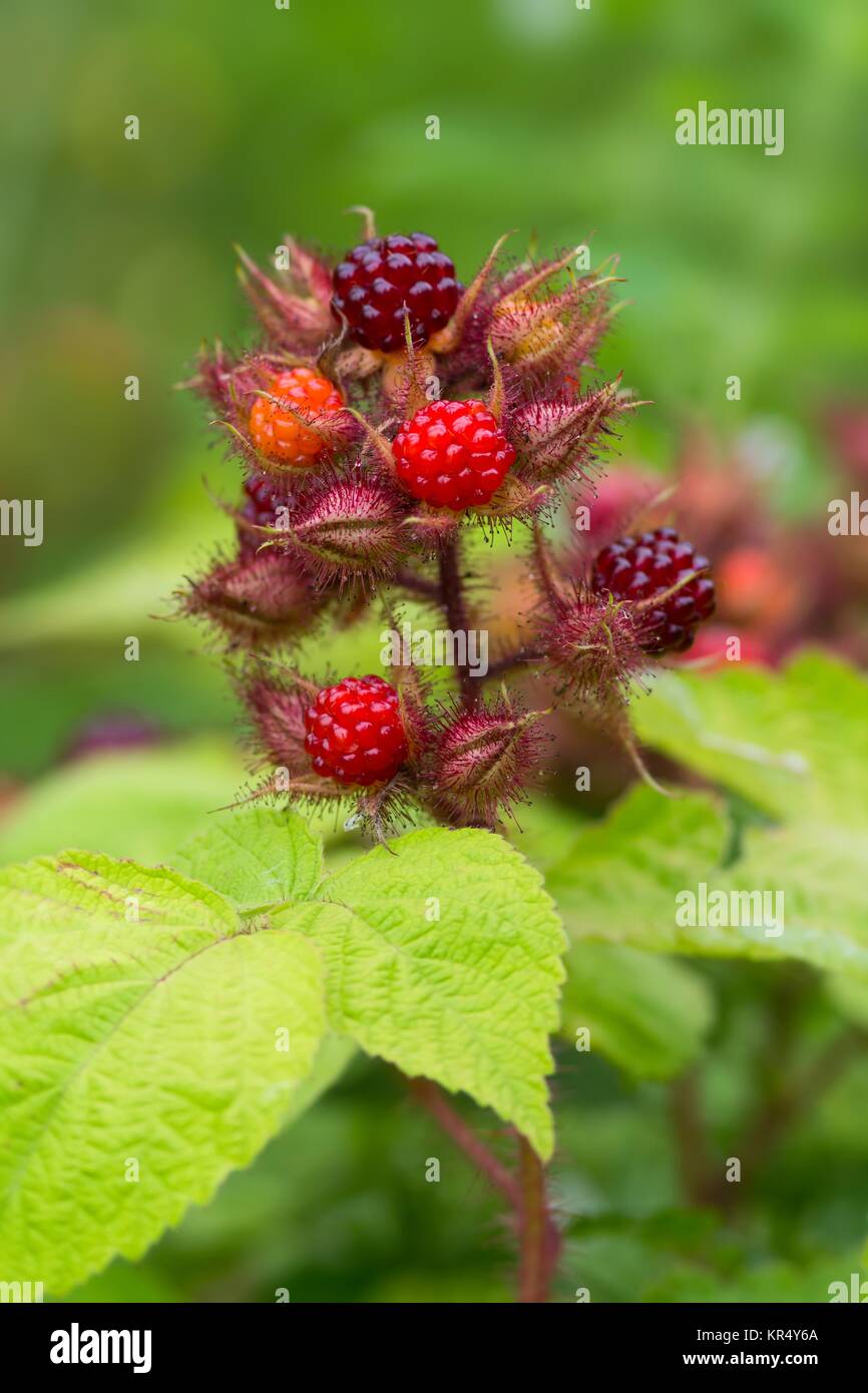 japanese grape berry / red raspberry raspberry / japanese wine berry ...
