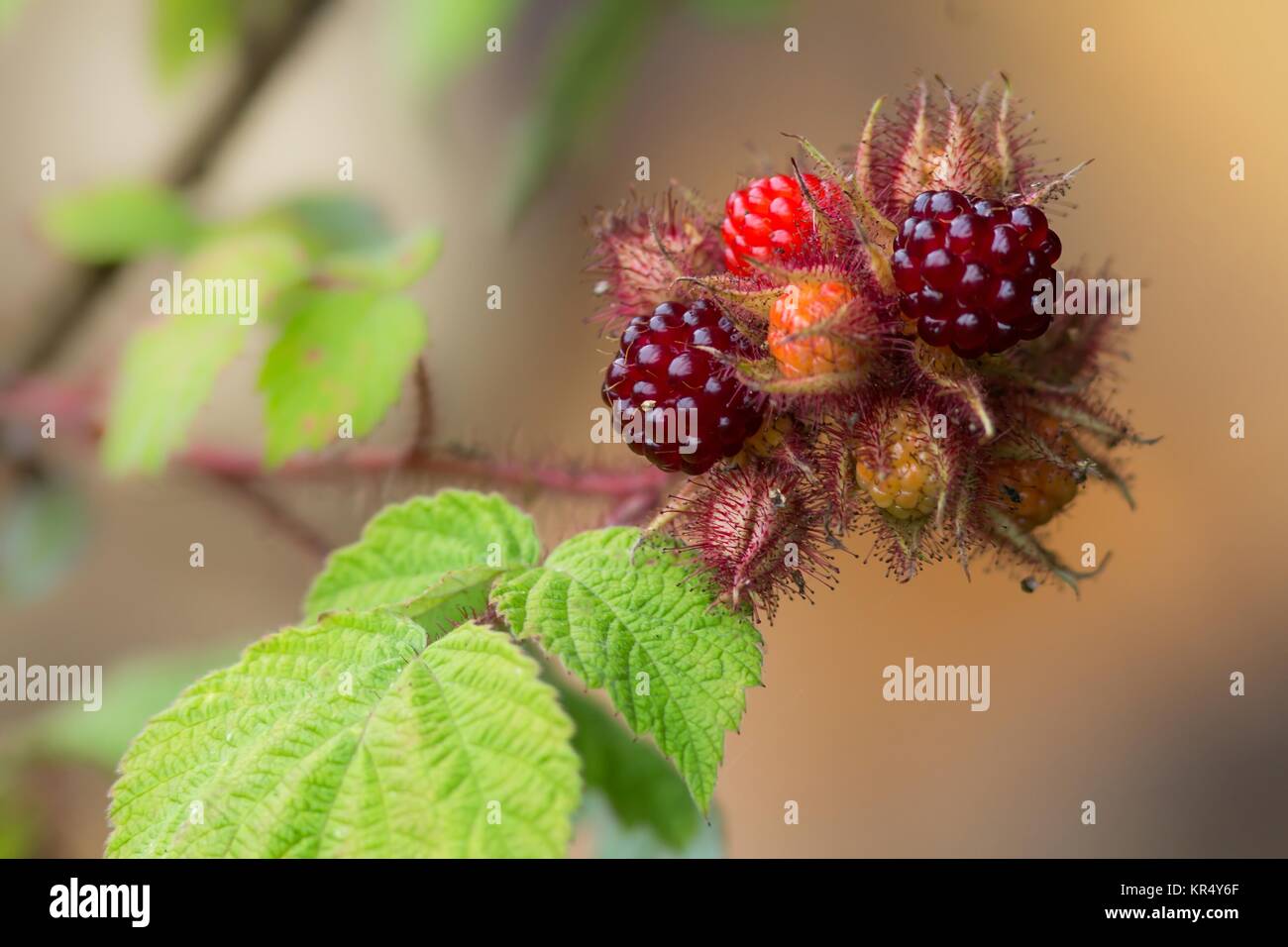 japanese grape berry / red raspberry raspberry / japanese wine berry ...