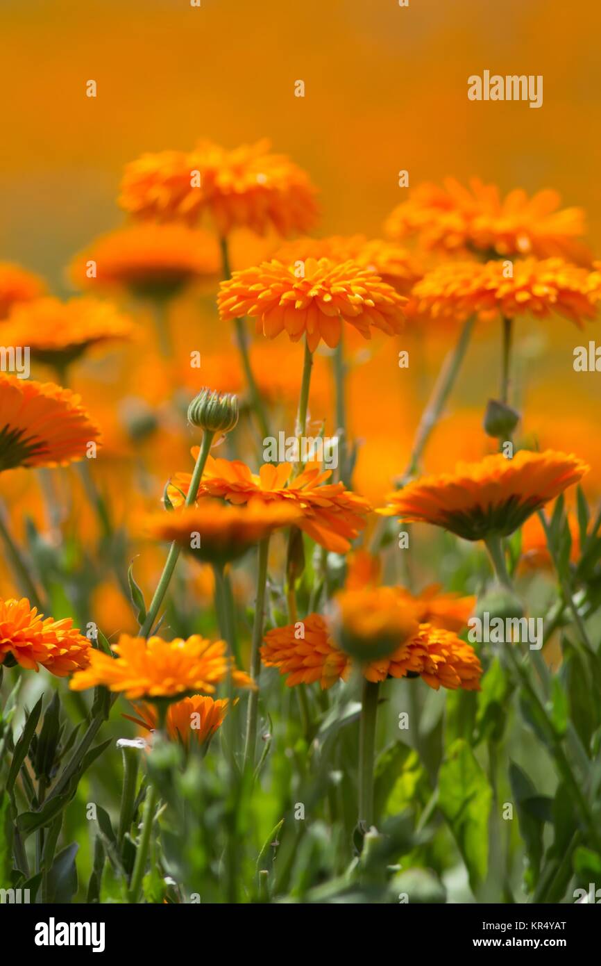marigold field / field marigold Stock Photo - Alamy