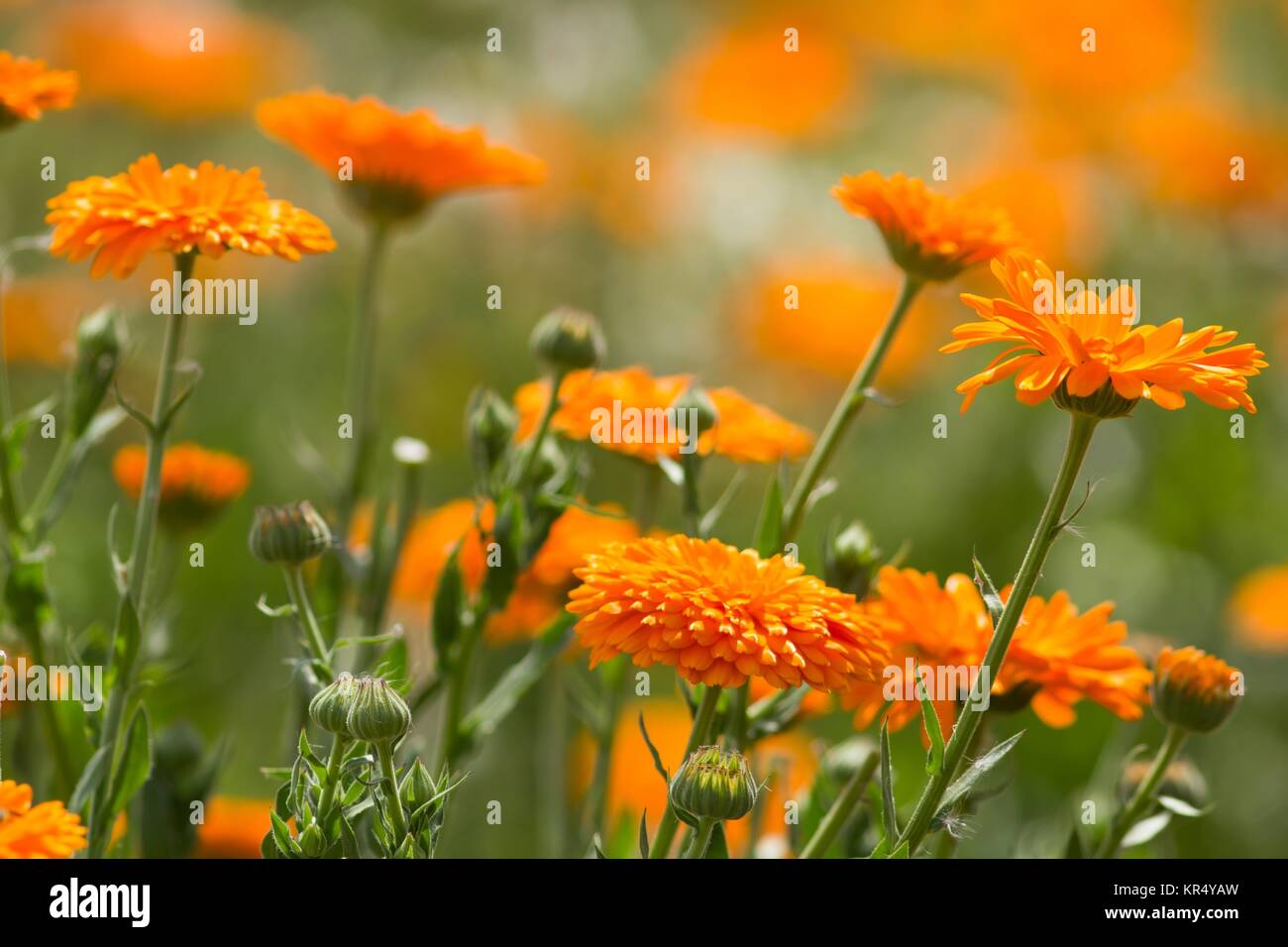 marigold field / field marigold Stock Photo - Alamy