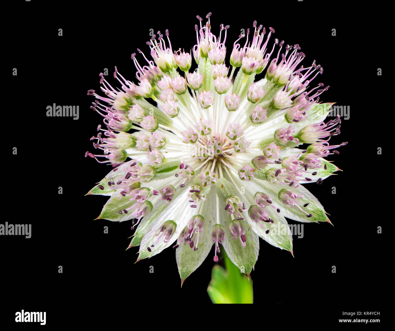 Blossom of a masterwort flower Stock Photo - Alamy