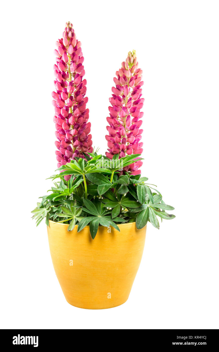 Isolated potted blue lupine flower Stock Photo - Alamy