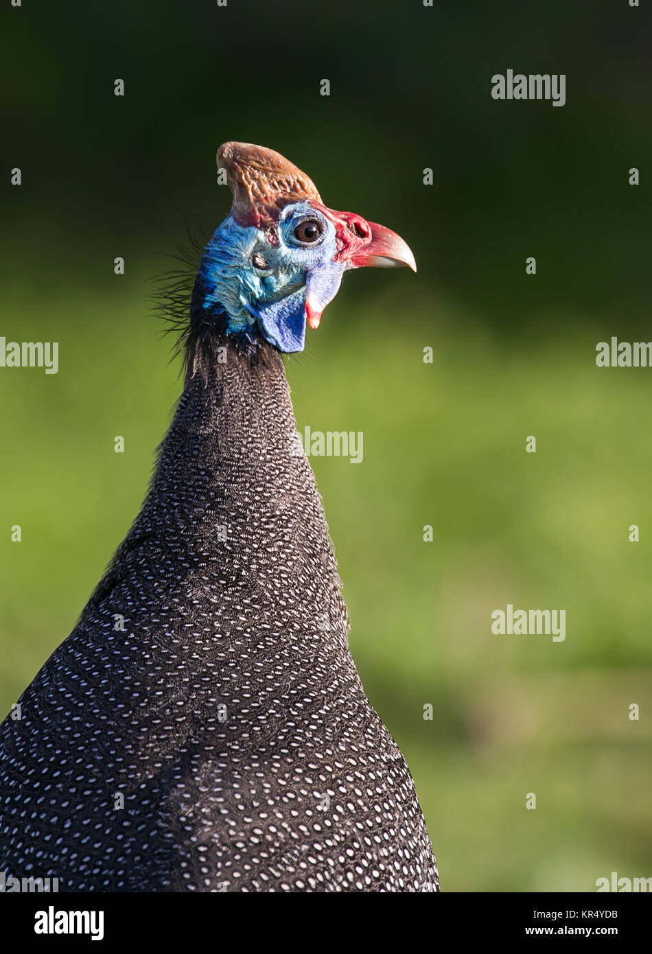 Helmeted Guinea Fowl Bird Stock Photo - Alamy