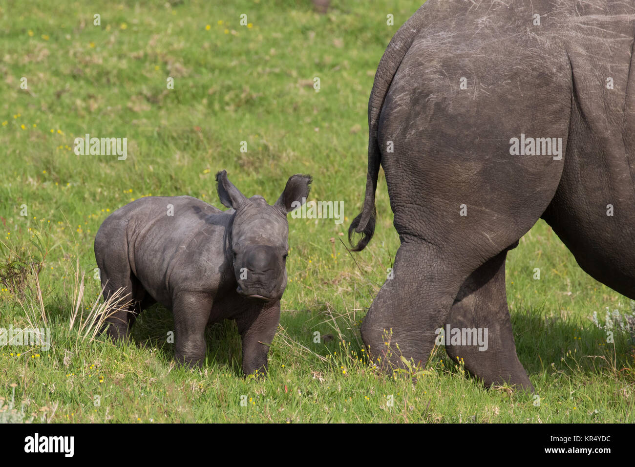 Big rhino little rhino hi-res stock photography and images - Alamy