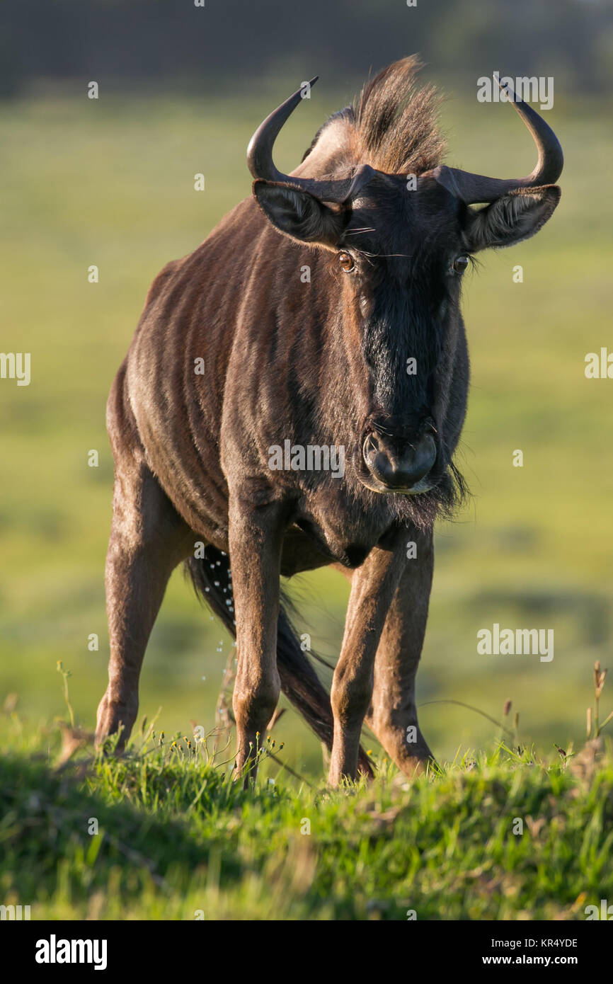 Curved horns of the wildebeest hi-res stock photography and images - Alamy